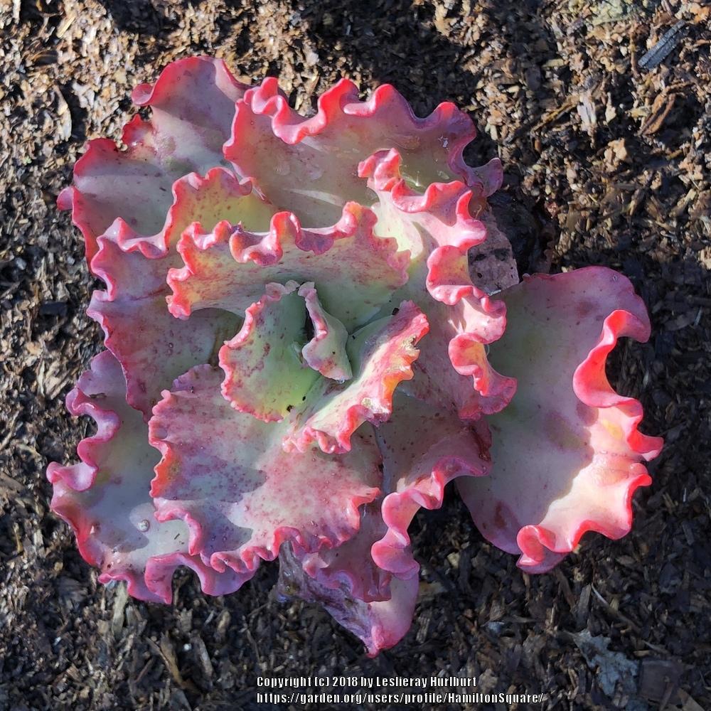 Photo of the entire plant of Echeveria 'Red Ruffle' posted by ...