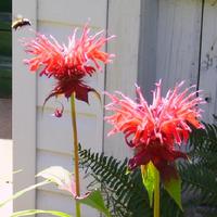 Photo of the emerging growth of Bee Balm (Monarda didyma 'Jacob Cline ...
