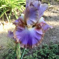 Photo of the bloom of Tall Bearded Iris (Iris 'Molokini') posted by Henhouse - Garden.org
