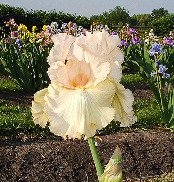 Tall Bearded Iris (Iris 'Ivory Blush') in the Irises Database - Garden.org