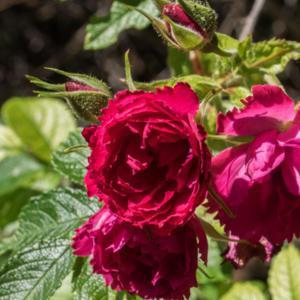 Rose (Rosa 'F.J. Grootendorst') in the Roses Database - Garden.org