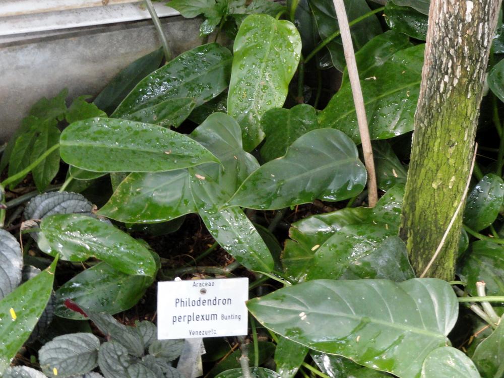 Philodendron perplexum in the Philodendrons Database - Garden.org