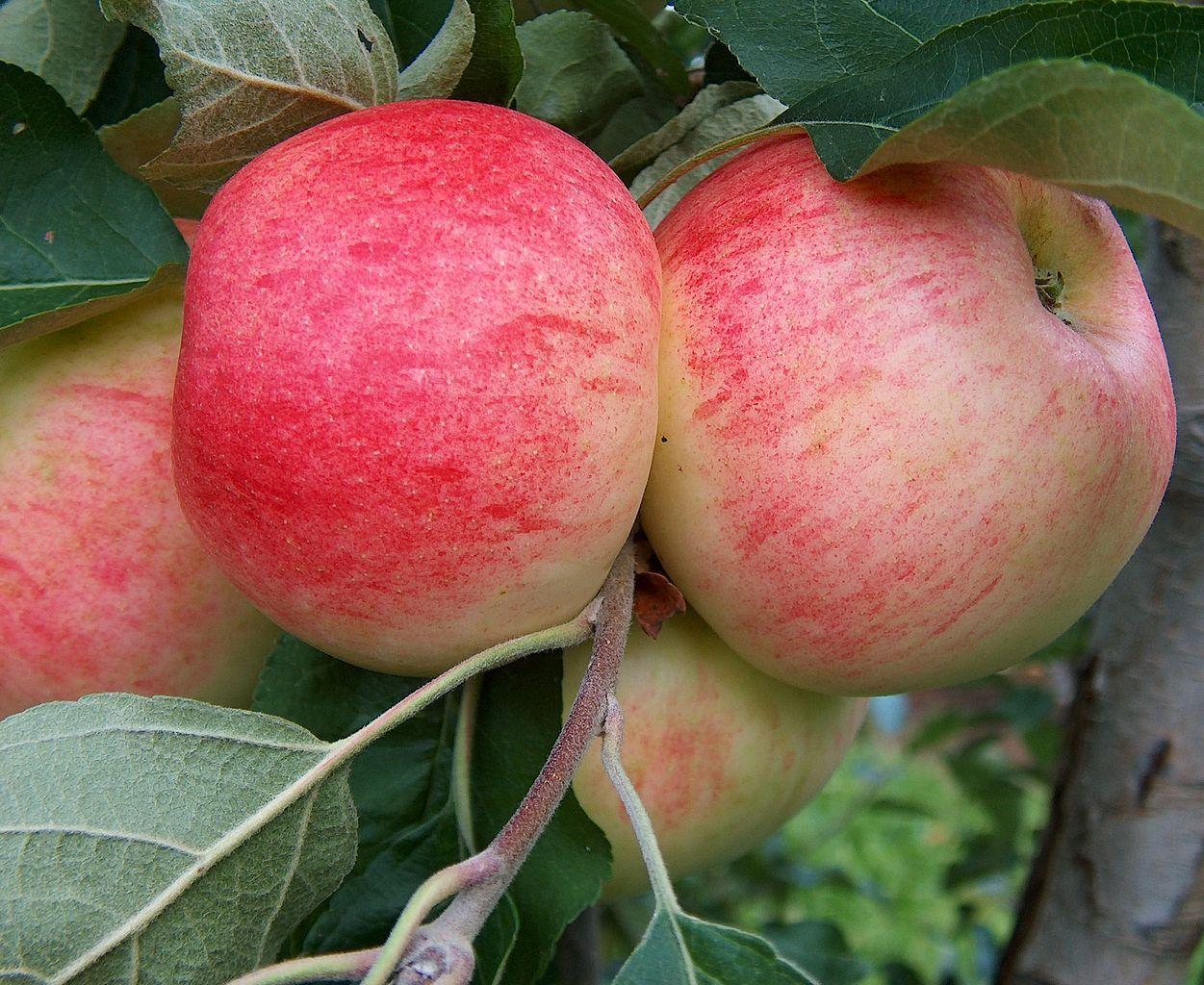 Apple (Malus domestica Cybele Delrouval®) in the Apples Database - Garden.org