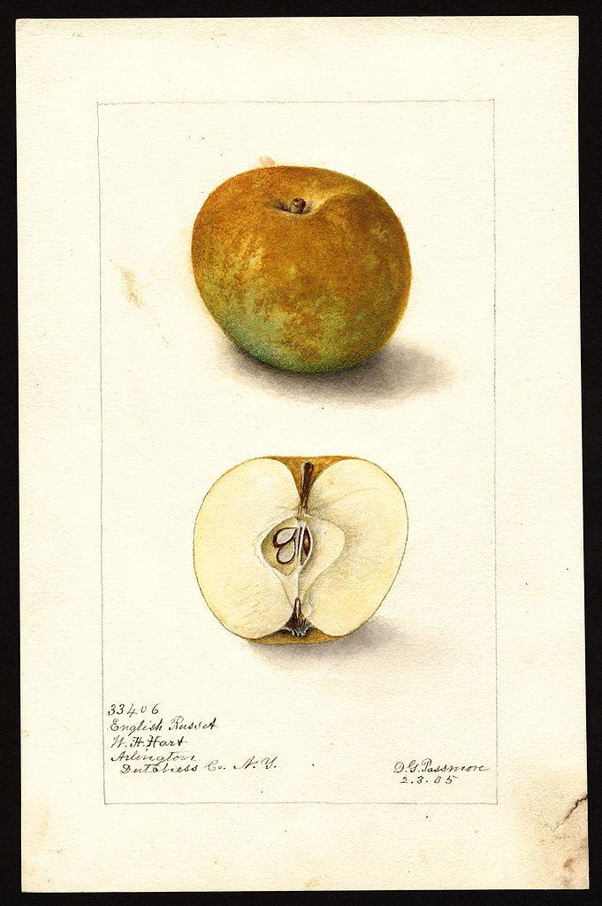 Apple (Malus domestica 'English Russet') in the Apples Database ...