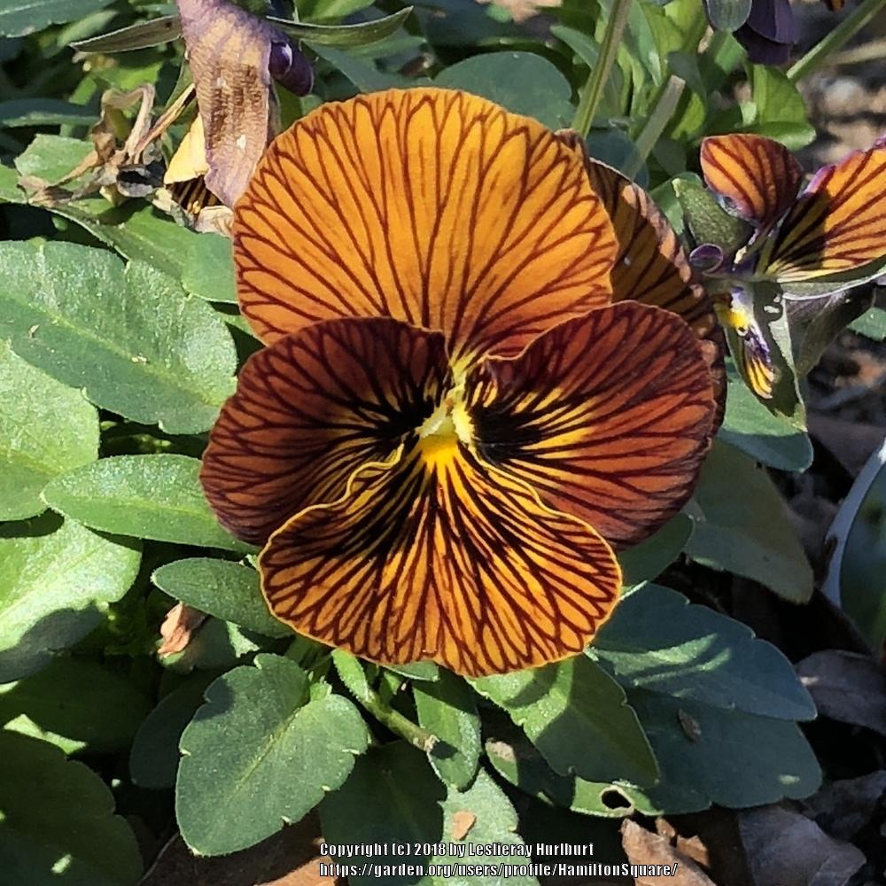 Photo of the bloom of Horned Violet (Viola cornuta 'Tiger Eye Red ...