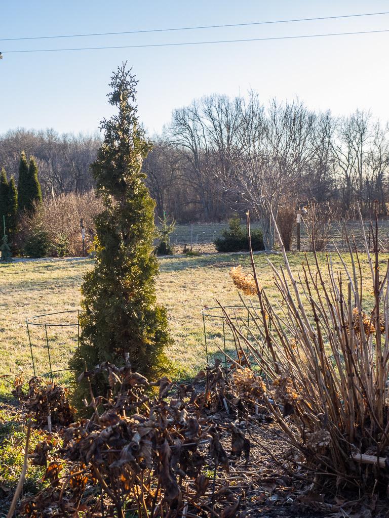 Arborvitaes: Plant Care and Collection of Varieties - Garden.org