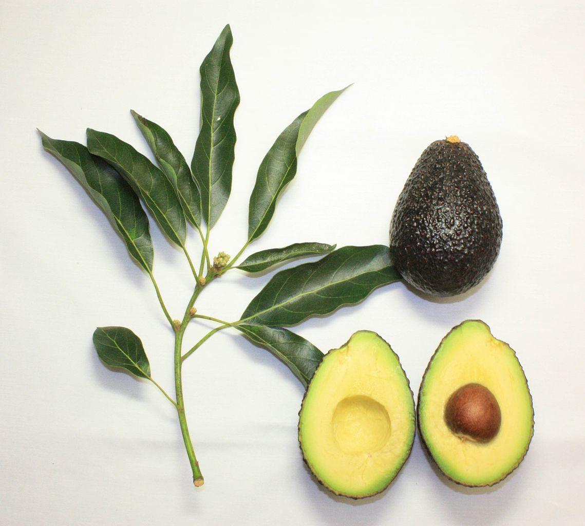 Avocado (Persea americana 'Maluma') - Garden.org