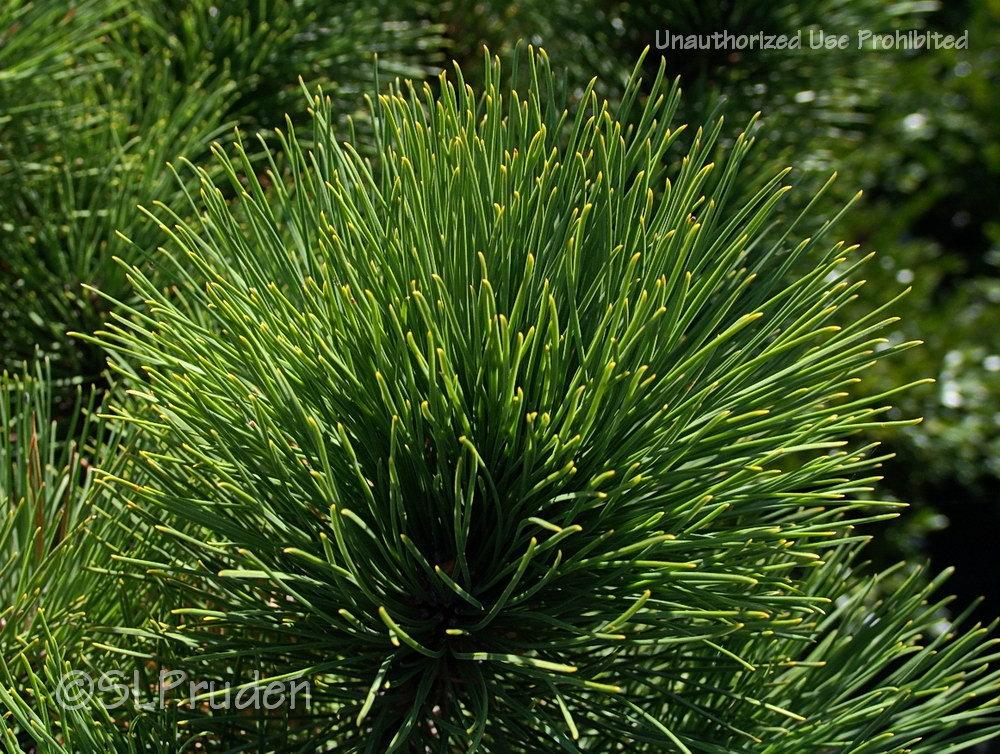 Red Pine (Pinus resinosa 'Morel') - Garden.org