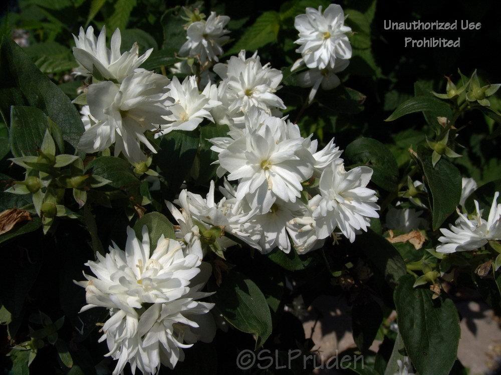 Mock Oranges: Plant Care and Collection of Varieties - Garden.org