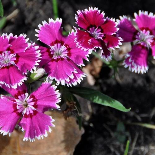 Dianthus Floral Lace™ Lilac in the Dianthus Database - Garden.org