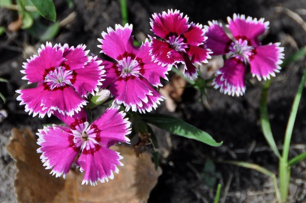 Dianthus Floral Lace™ Lilac in the Dianthus Database - Garden.org