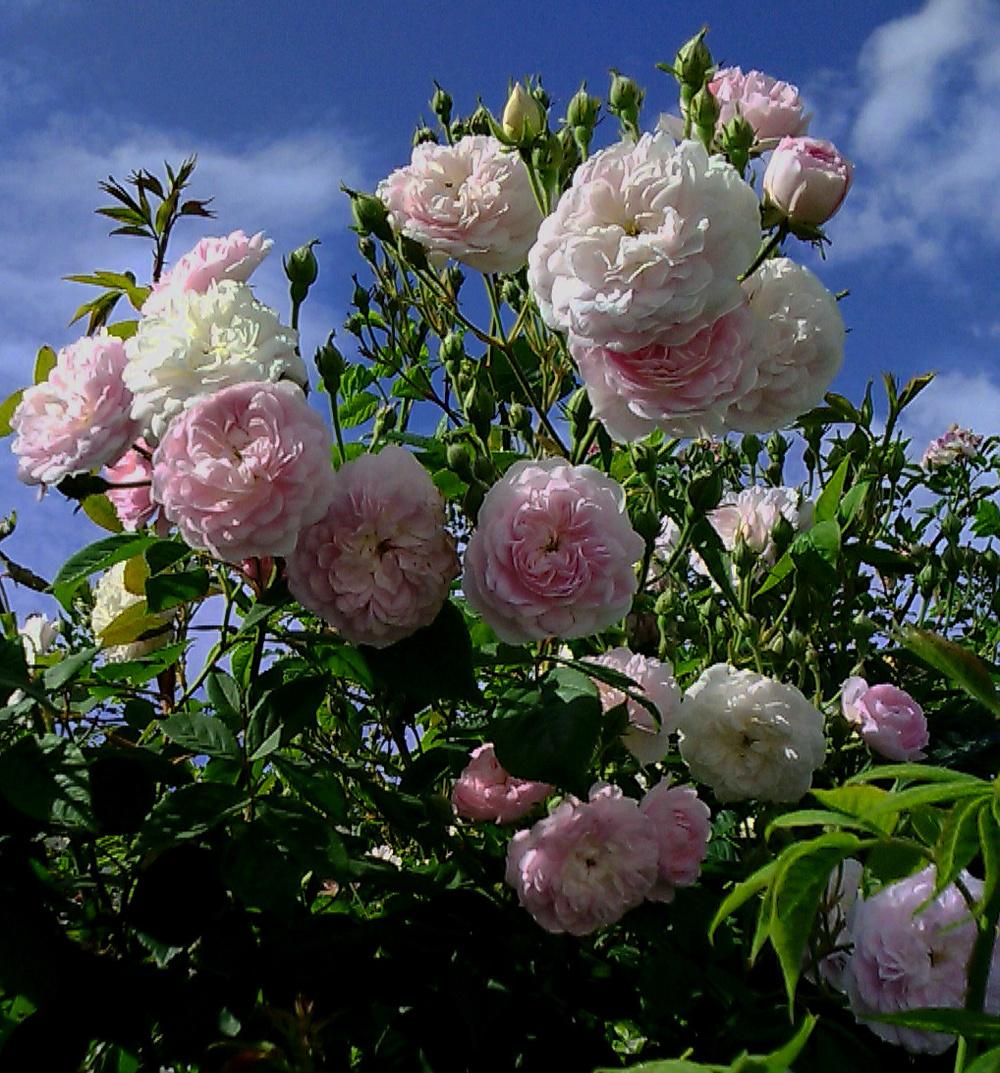 Rambling Rose (Rosa 'Laure Davoust') in the Roses Database - Garden.org