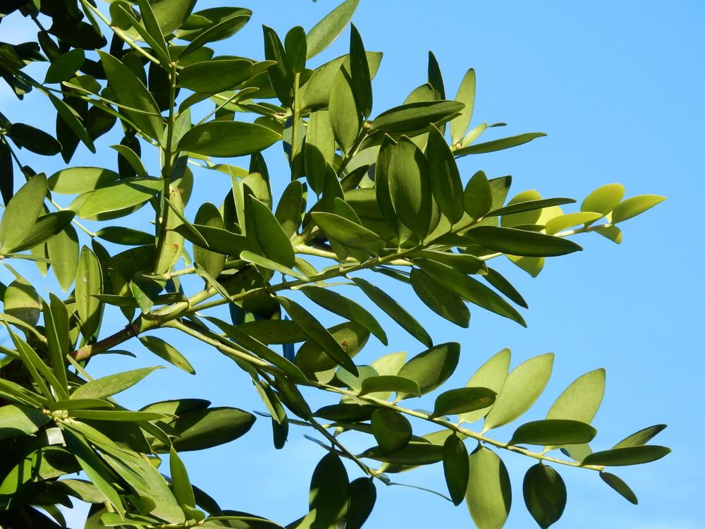 Damar Minyak (Agathis borneensis) - Garden.org