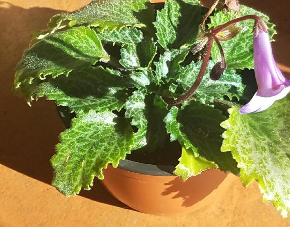 Is this Primulina PATINA?) in the Plant ID forum - Garden.org