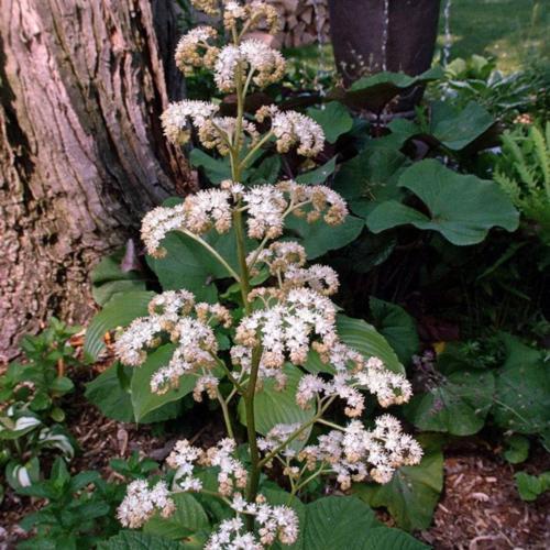 Featherleaf Rodgersia (Rodgersia pinnata 'Elegans') - Garden.org