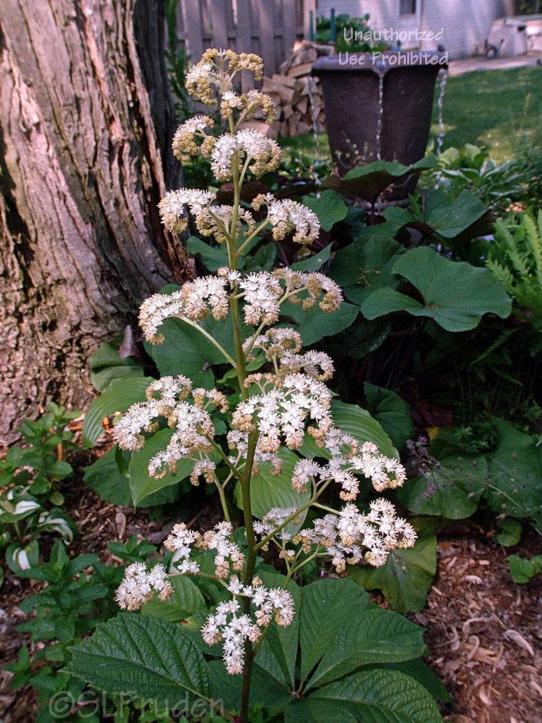 Featherleaf Rodgersia (Rodgersia pinnata 'Elegans') - Garden.org