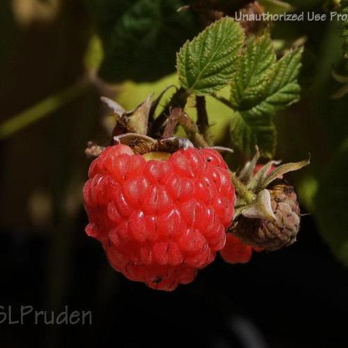 Red Raspberry (Rubus idaeus 'Boyne') in the Rubus Database - Garden.org