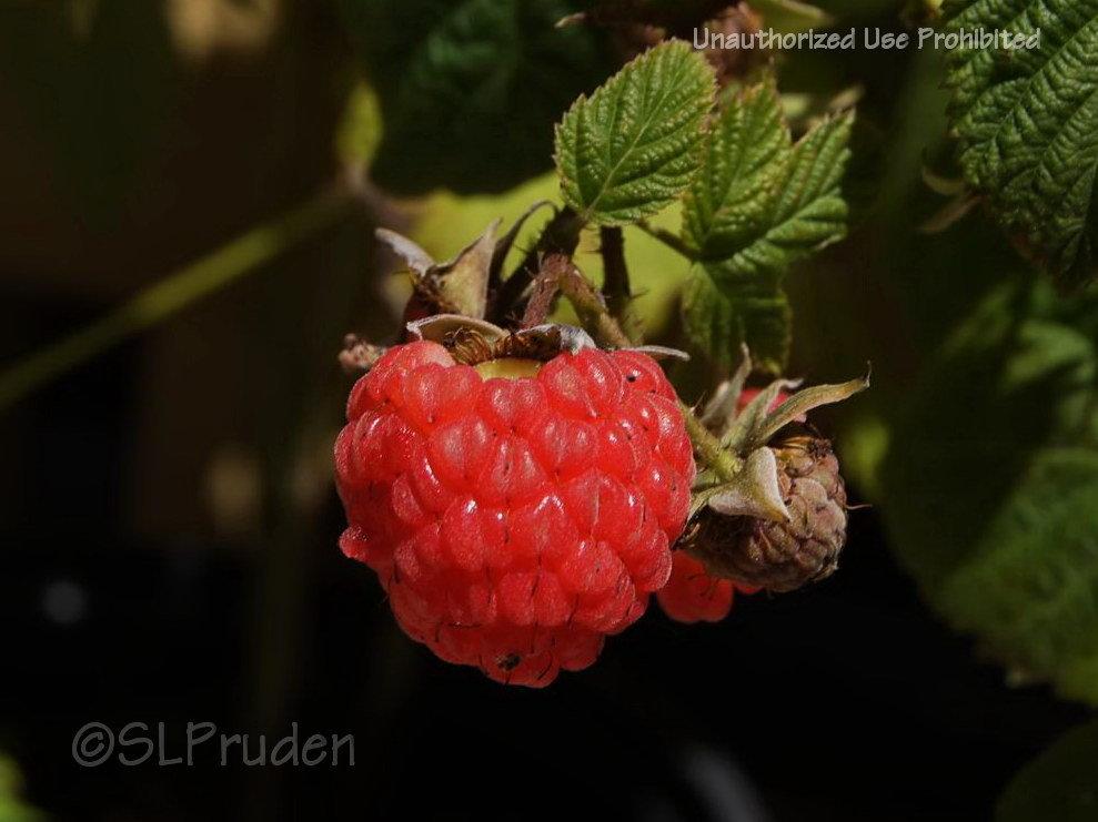 Red Raspberry (Rubus idaeus 'Boyne') in the Rubus Database - Garden.org