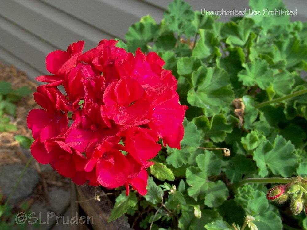 Zonal Geranium (Pelargonium Patriot™ Cranberry Red) in the Pelargoniums ...