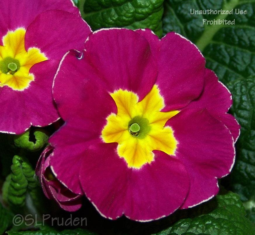 Primrose (Primula vulgaris subsp. vulgaris 'Danova Light Violet') in ...