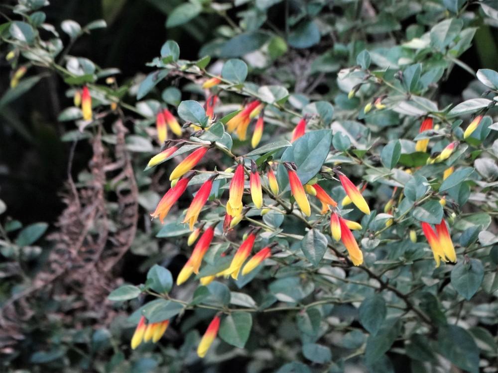 Justicia floribunda - Garden.org