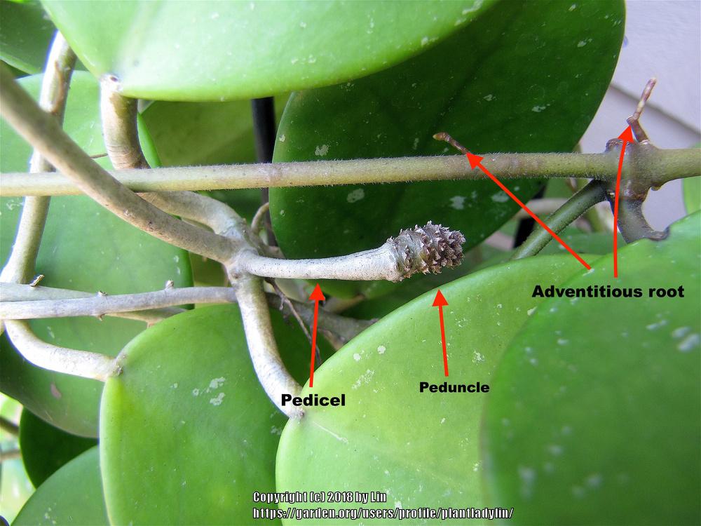 Photo of the stem, scape, stalk or bark of Wax Plant (Hoya obovata ...