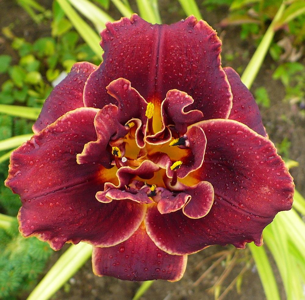 Daylily (Hemerocallis 'Night Embers') in the Daylilies Database ...