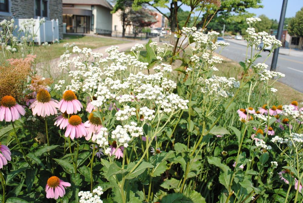 Photo of the bloom of Wild Quinine (Parthenium integrifolium) posted by ...