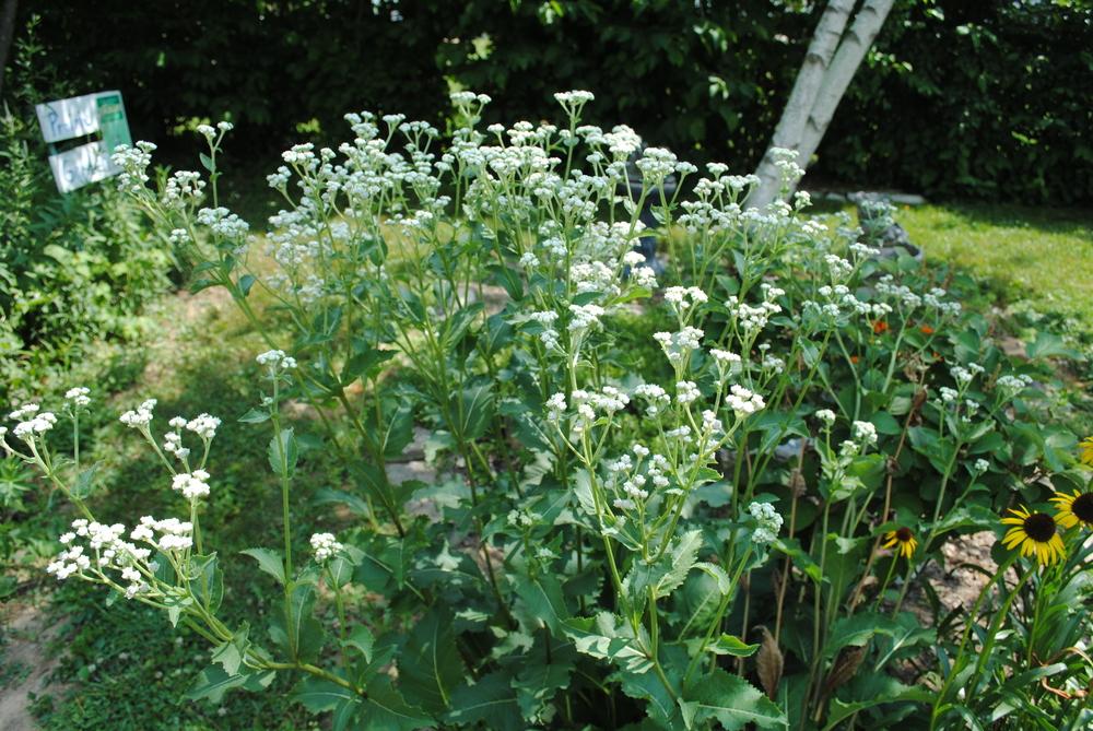 Photo of the entire plant of Wild Quinine (Parthenium integrifolium ...