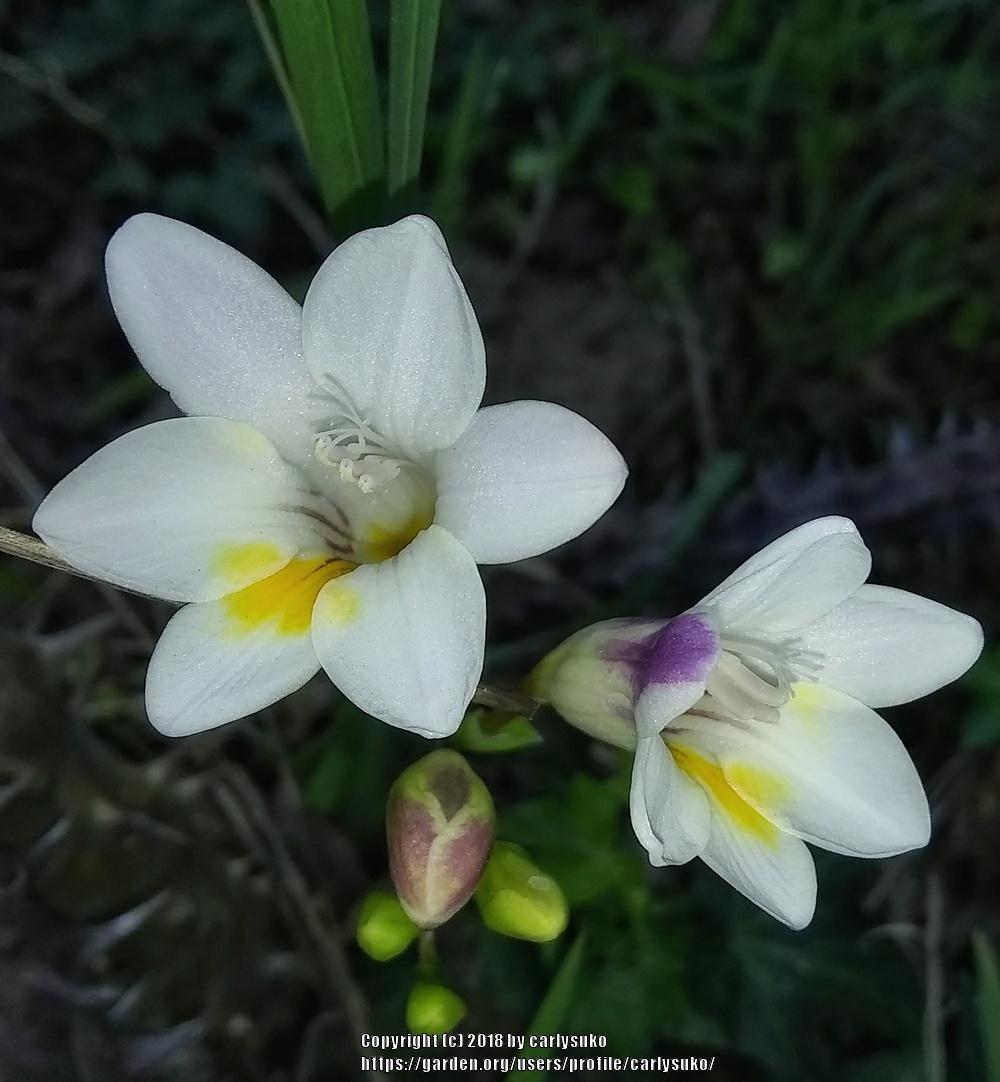Photo of the bloom of Antique White Freesia (Freesia leichtlinii subsp ...