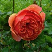 Photo of the bloom of Rose (Rosa 'Summer Song') posted by cliftoncat ...