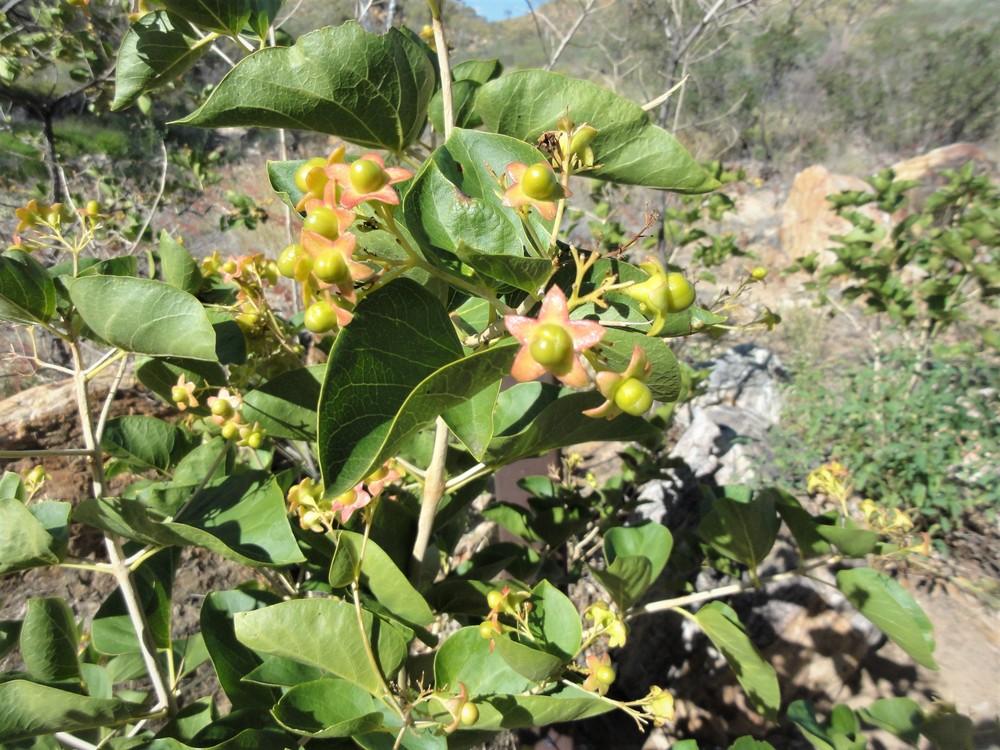 Lolly Bush (Clerodendrum floribundum) - Garden.org