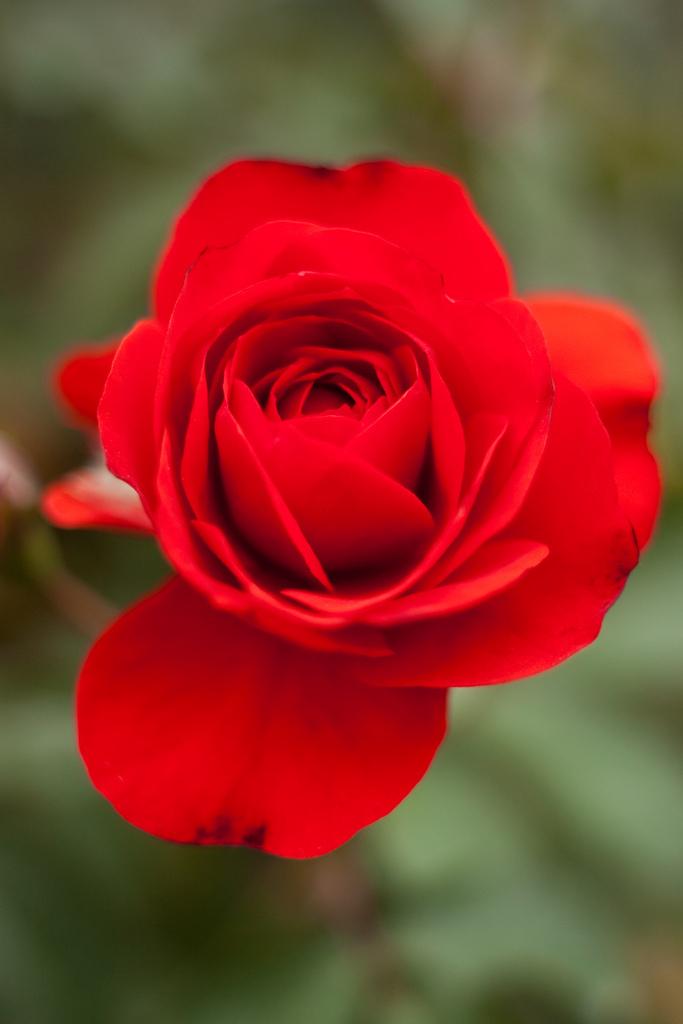 Photo of the bloom of Rose (Rosa 'Trumpeter') posted by robertduval14 ...