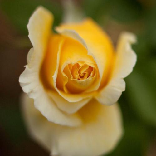 Rose (Rosa 'Fragrant Gold') in the Roses Database - Garden.org