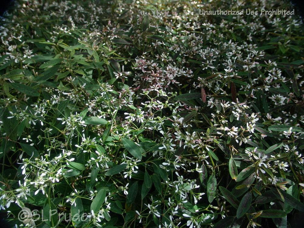 Euphorbia (Euphorbia hypericifolia Breathless® Blush) in the Euphorbias ...
