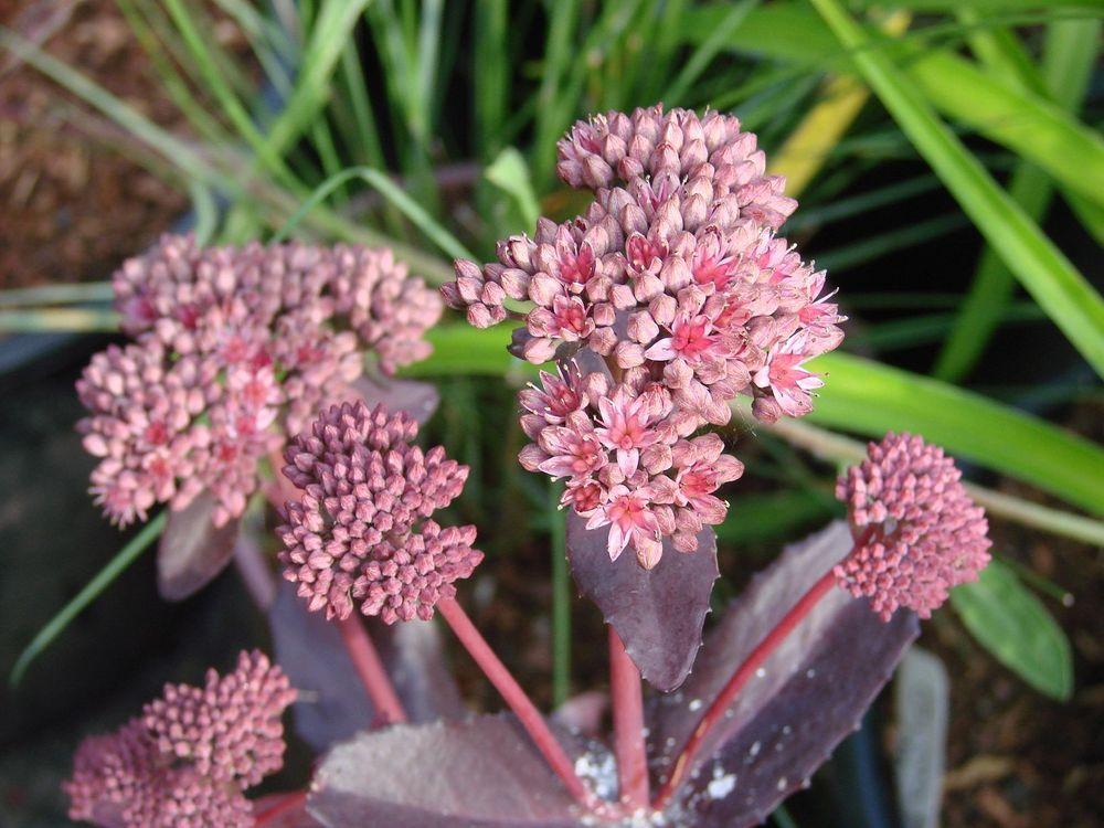 Photo of the closeup of buds, sepals and receptacles of Sedum ...