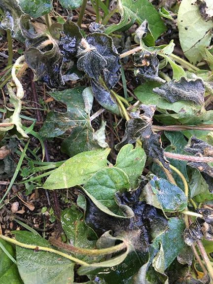 Vinca Phytophthora Blight on Hillside in the Pests and Diseases forum ...