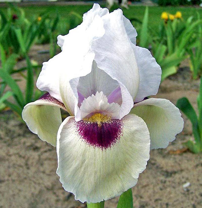 Arilbred Iris (Iris 'Sheba's Jewel') in the Irises Database - Garden.org