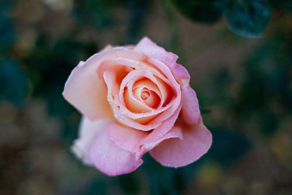 Rose (Rosa 'Silva') in the Roses Database - Garden.org