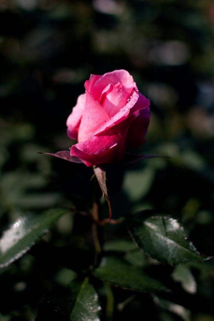 Rose (Rosa 'Rin') in the Roses Database - Garden.org