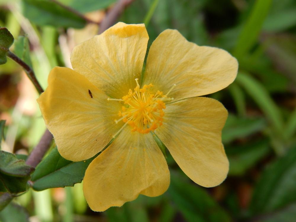 Indian Hemp (Sida rhombifolia) - Garden.org