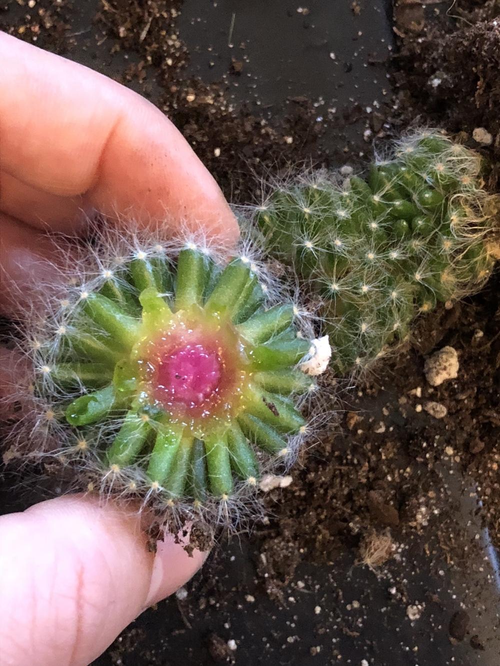 Cactus with bright pink veins!? in the Ask a Question forum - Garden.org