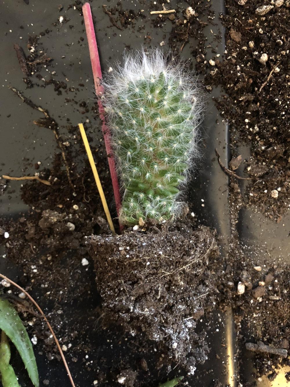 Cactus with bright pink veins!? in the Ask a Question forum - Garden.org