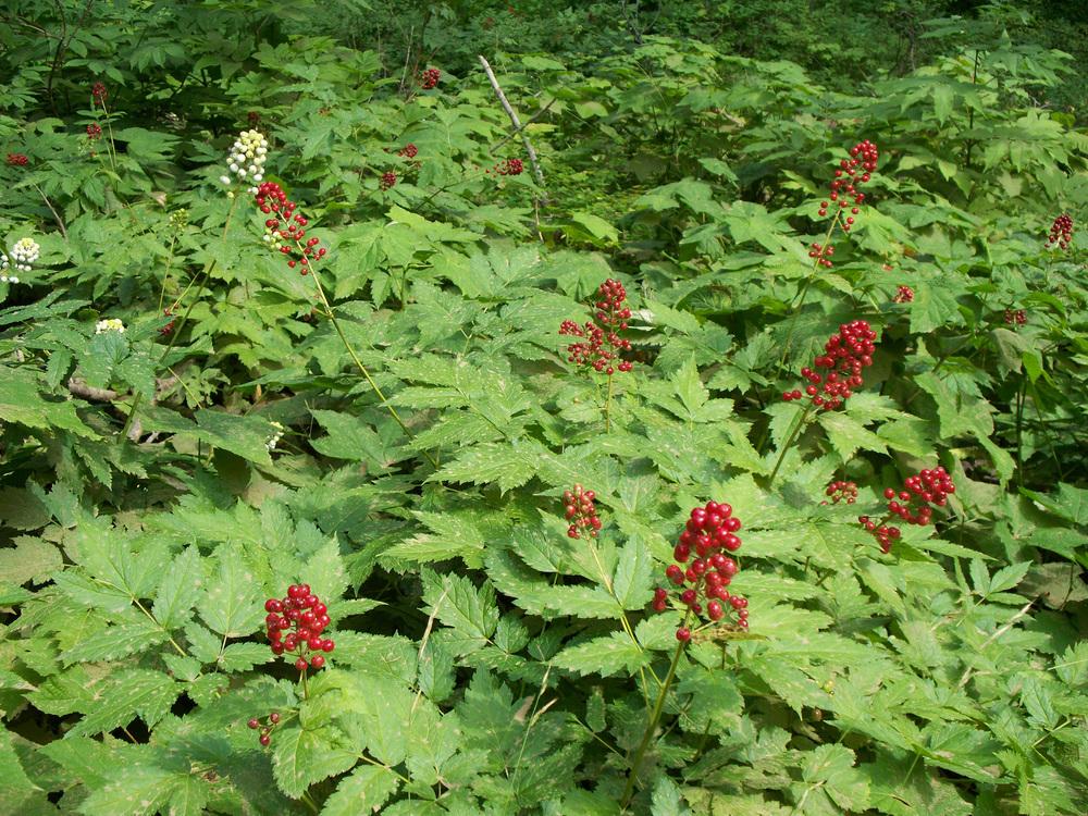 Photo of the habitat view of Red Baneberry (Actaea rubra) posted by ...