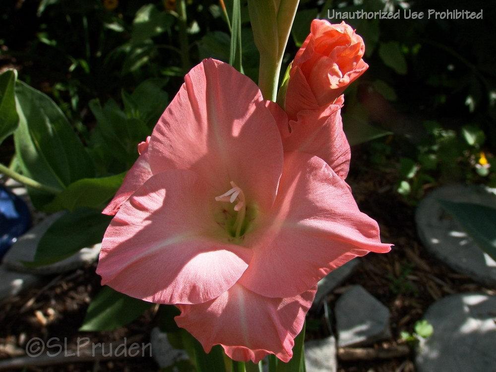 Hybrid Gladiola (Gladiolus 'Rose Supreme') in the Gladiolus Database ...