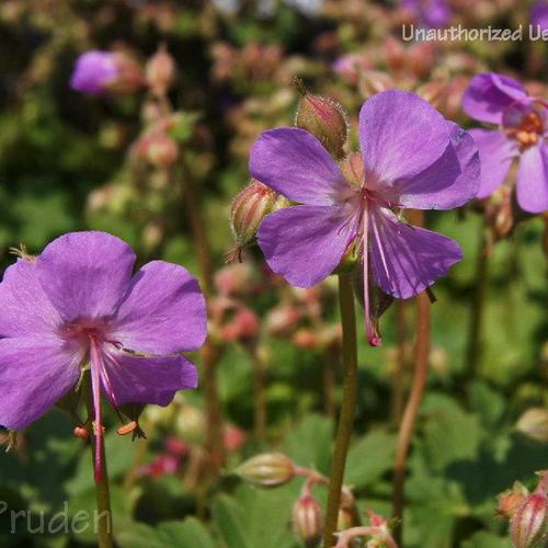 Cranesbill (Geranium x cantabrigiense 'Cambridge Blue') in the ...