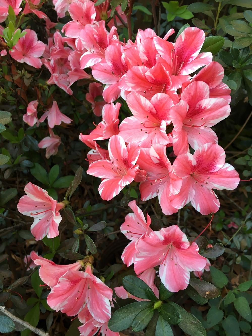 Azalea (Rhododendron 'Ben Morrison') in the Rhododendrons Database ...