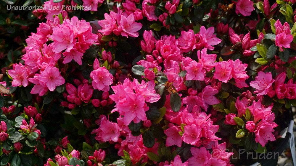 Azalea (Rhododendron 'Tradition') in the Rhododendrons Database ...