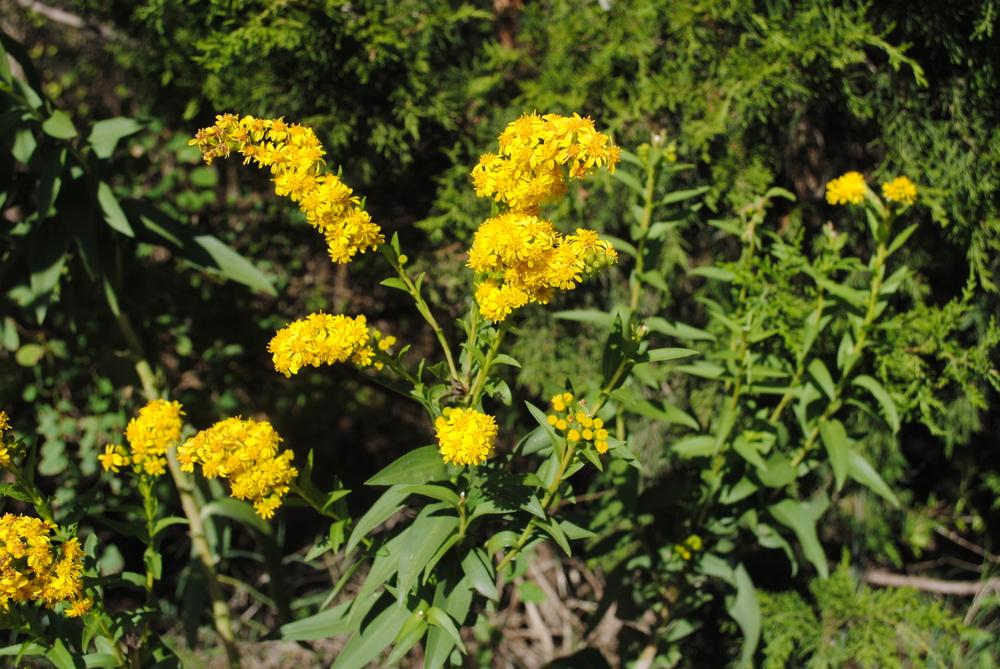 Photo of the bloom of Seaside Goldenrod (Solidago sempervirens) posted by ILPARW - Garden.org