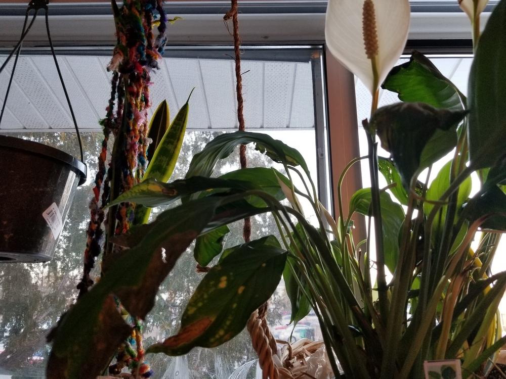 Drooping and cold damaged peace lilies in the Houseplants forum ...